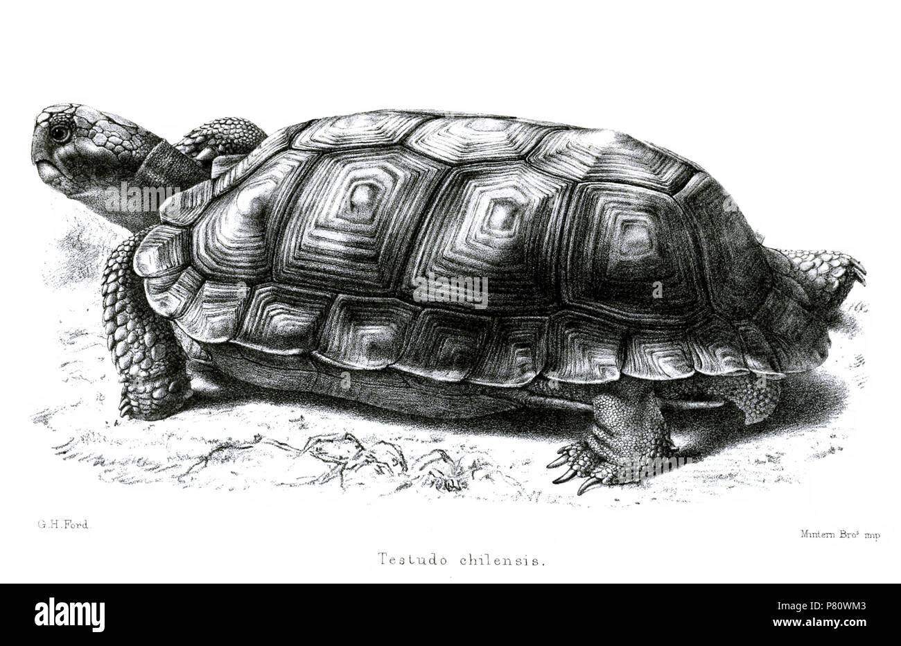 Genus testudo hi-res stock photography and images - Alamy