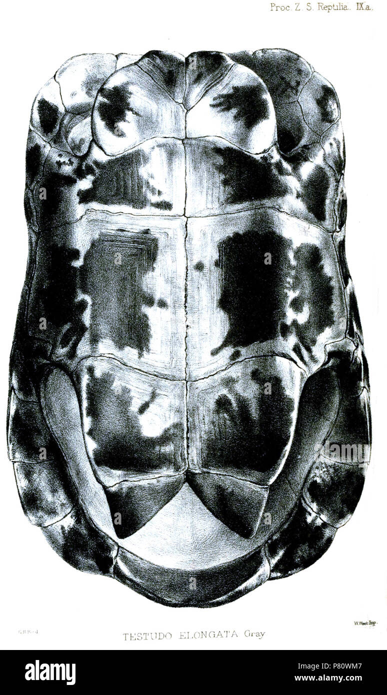 Plastron of a tortoise hi-res stock photography and images - Alamy