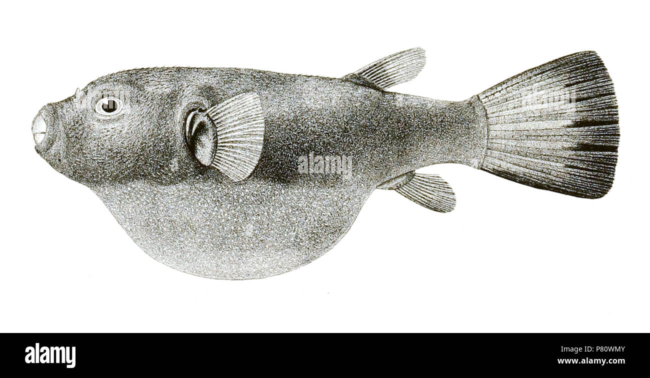 Immaculatus hi-res stock photography and images - Alamy