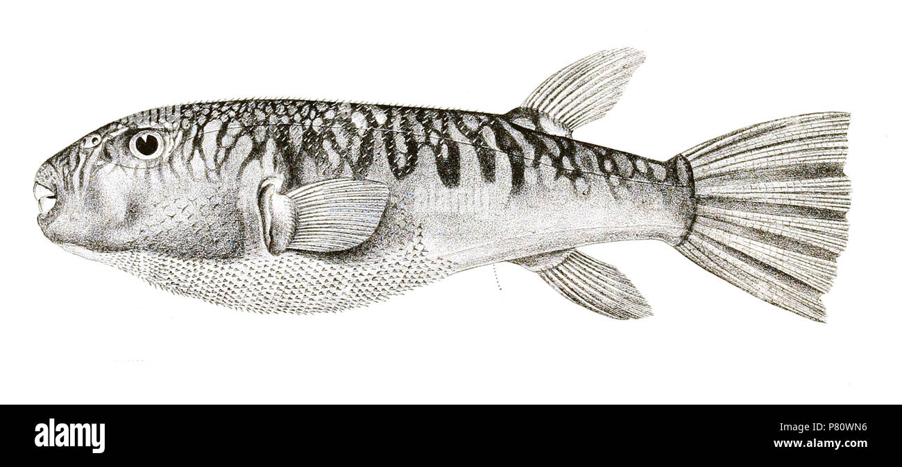 Oblongus hi-res stock photography and images - Alamy