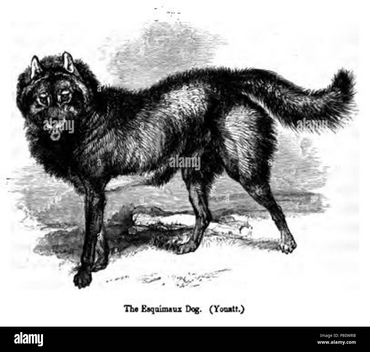 Alaskan dog sledding Black and White Stock Photos & Images - Alamy