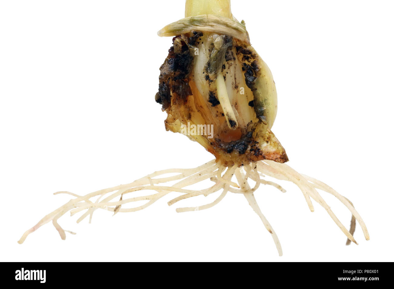 Onion underground hi-res stock photography and images - Alamy