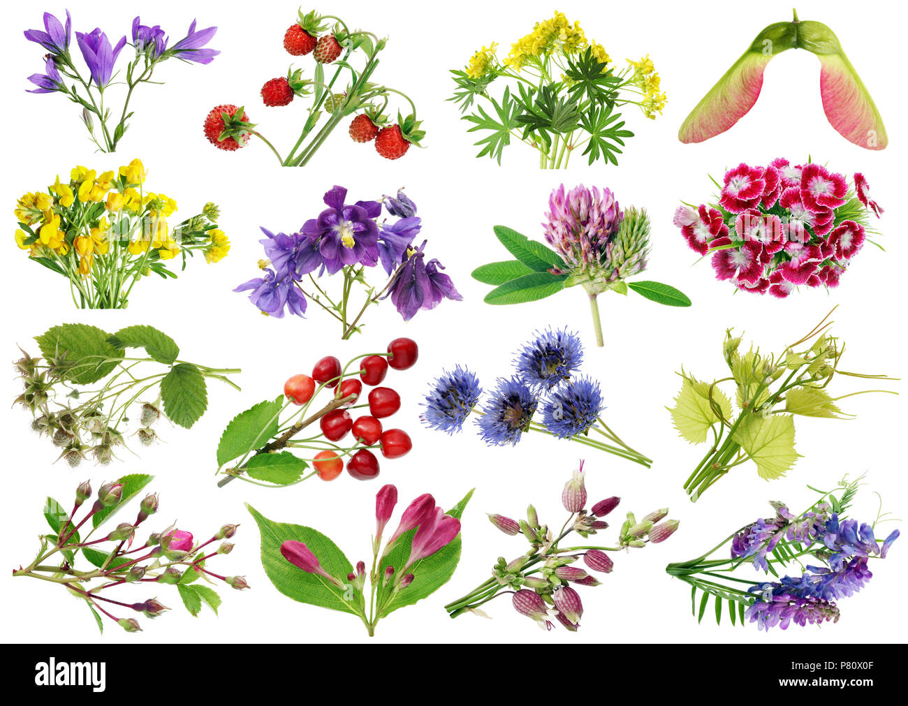 June summer European wild plants and flowers set. Isolated on white ...