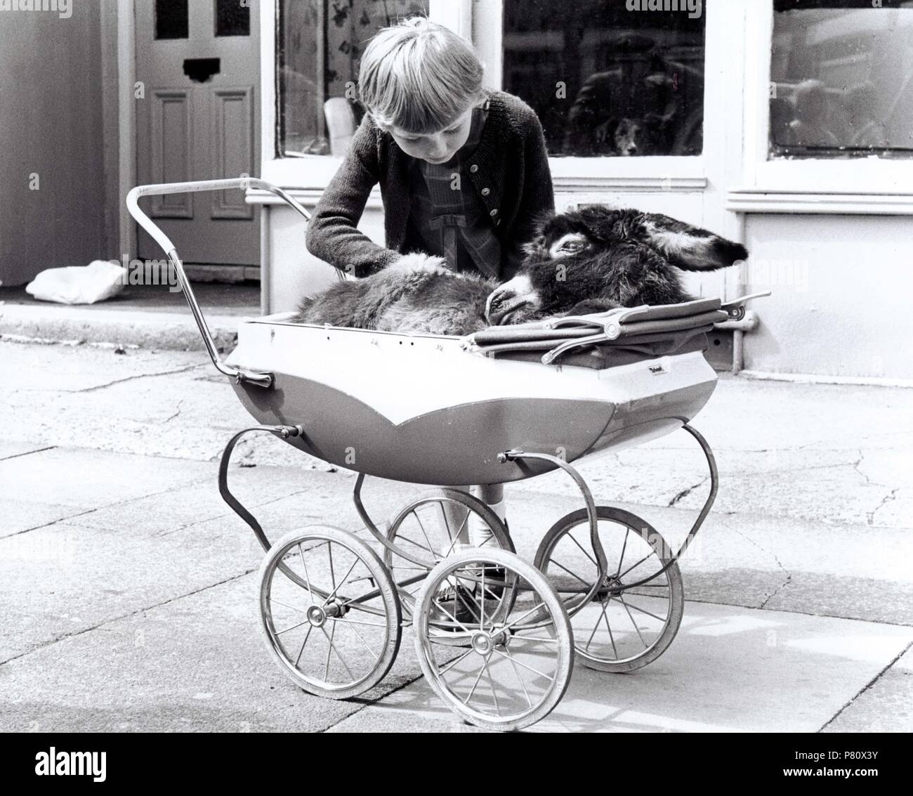 A donkey in a pram, England, Great Britain Stock Photo - Alamy