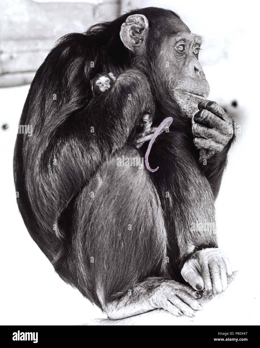 Chimpanzee holding little monkeys in his arms, England, Great Britain ...