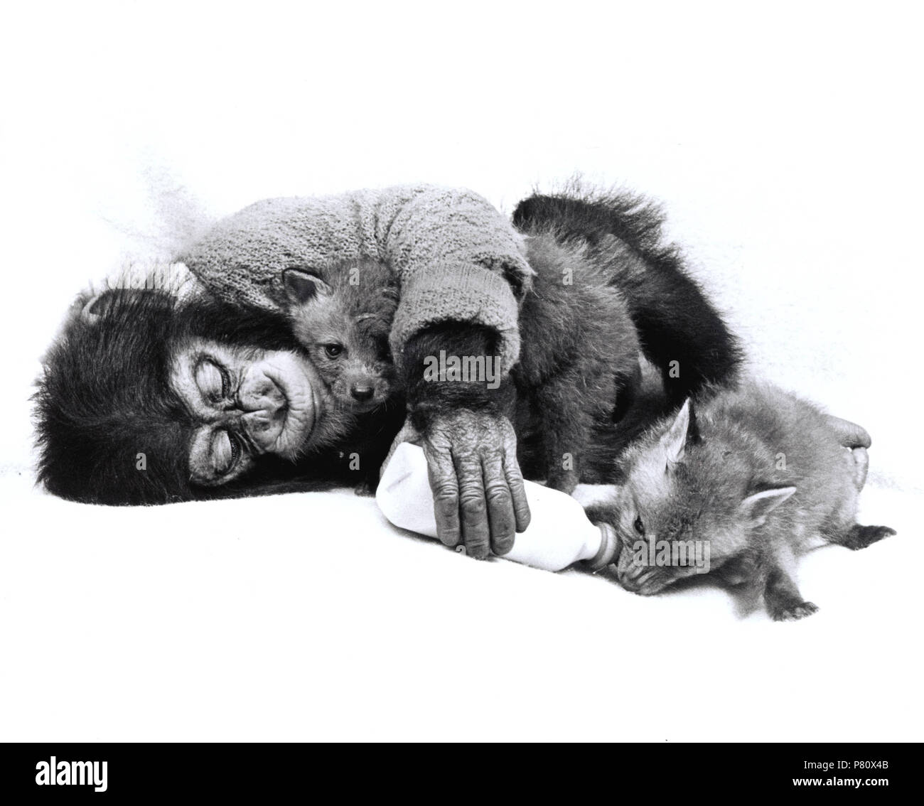 Animals of great britain Cut Out Stock Images & Pictures - Alamy