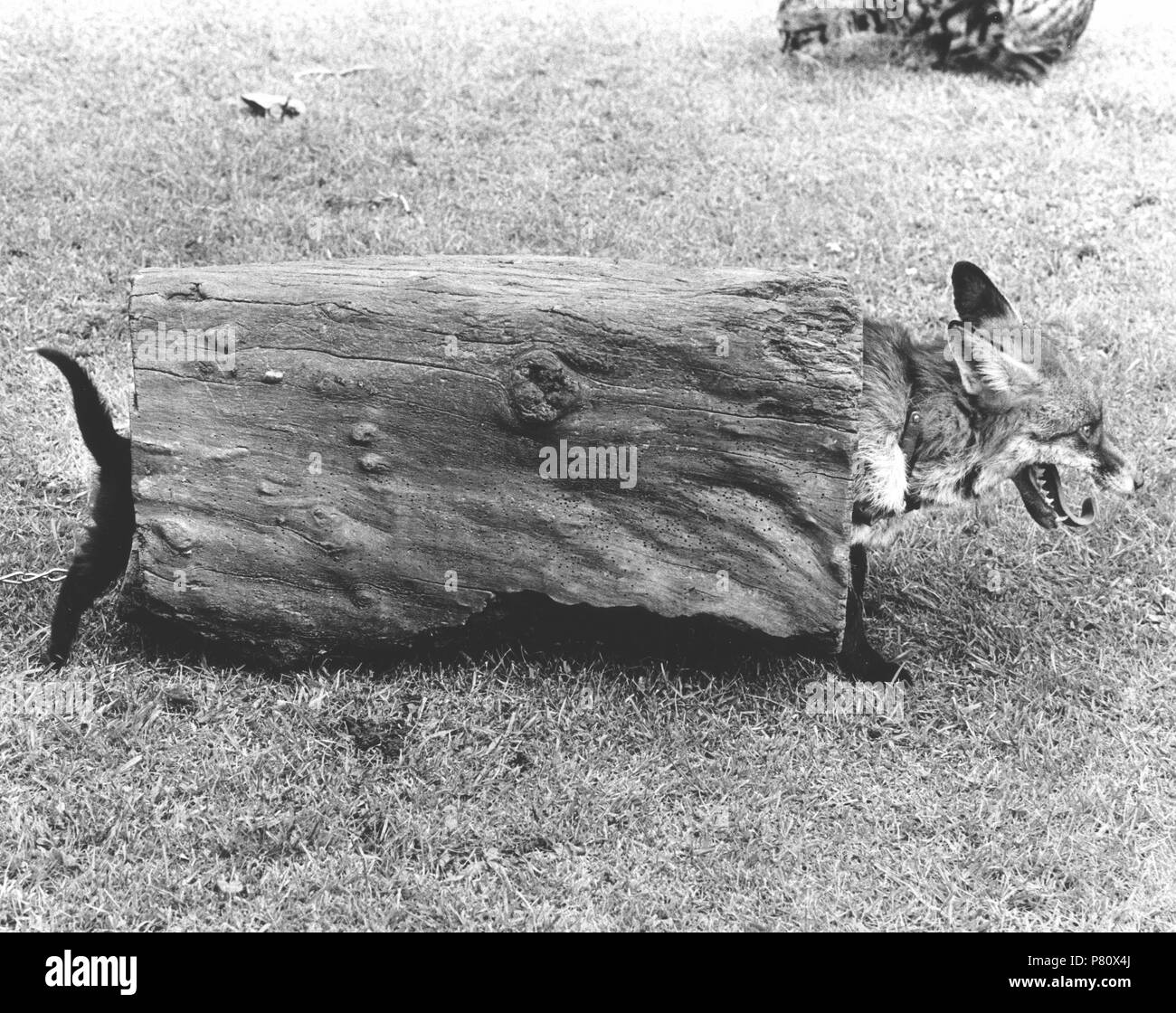 Fox in a tree trunk, England, Great Britain Stock Photo - Alamy