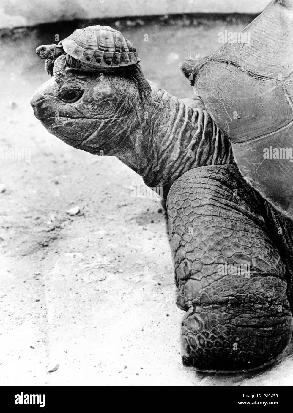 Big bizarre head Black and White Stock Photos & Images - Alamy