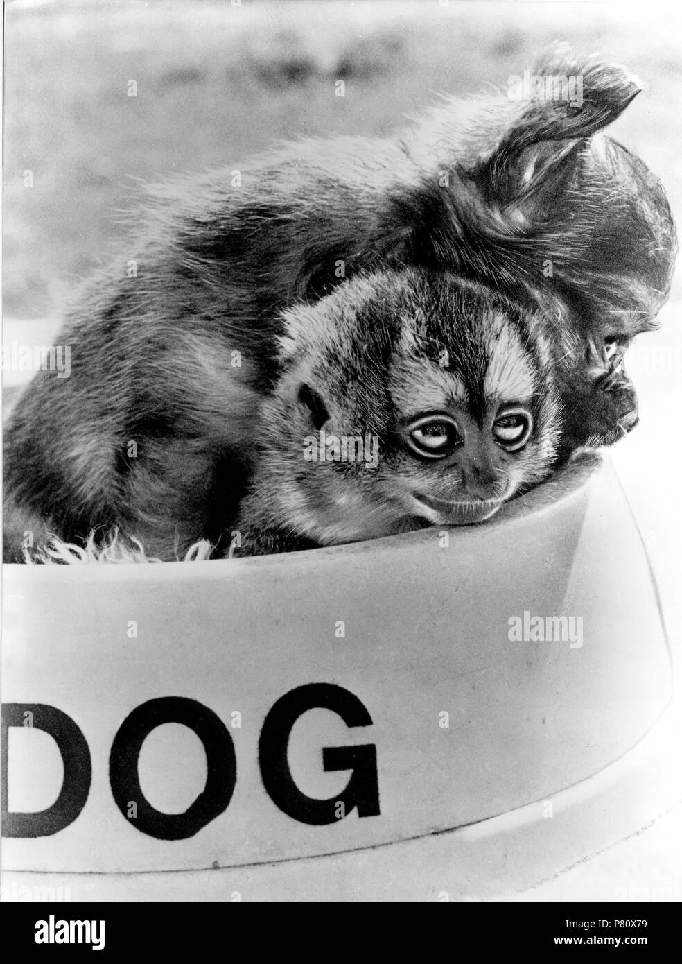 Small monkeys in dog bowl, England, Great Britain Stock Photo - Alamy