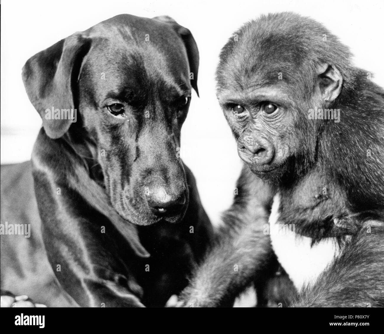Funny gorilla Black and White Stock Photos & Images - Alamy