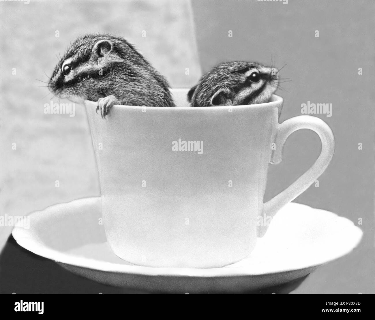 Two chipmunks sitting in a cup, England, Great Britain Stock Photo - Alamy