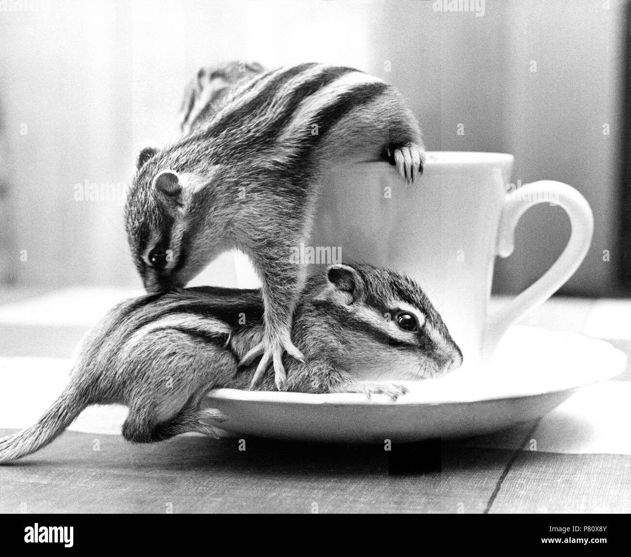 Black chipmunk Black and White Stock Photos & Images - Alamy