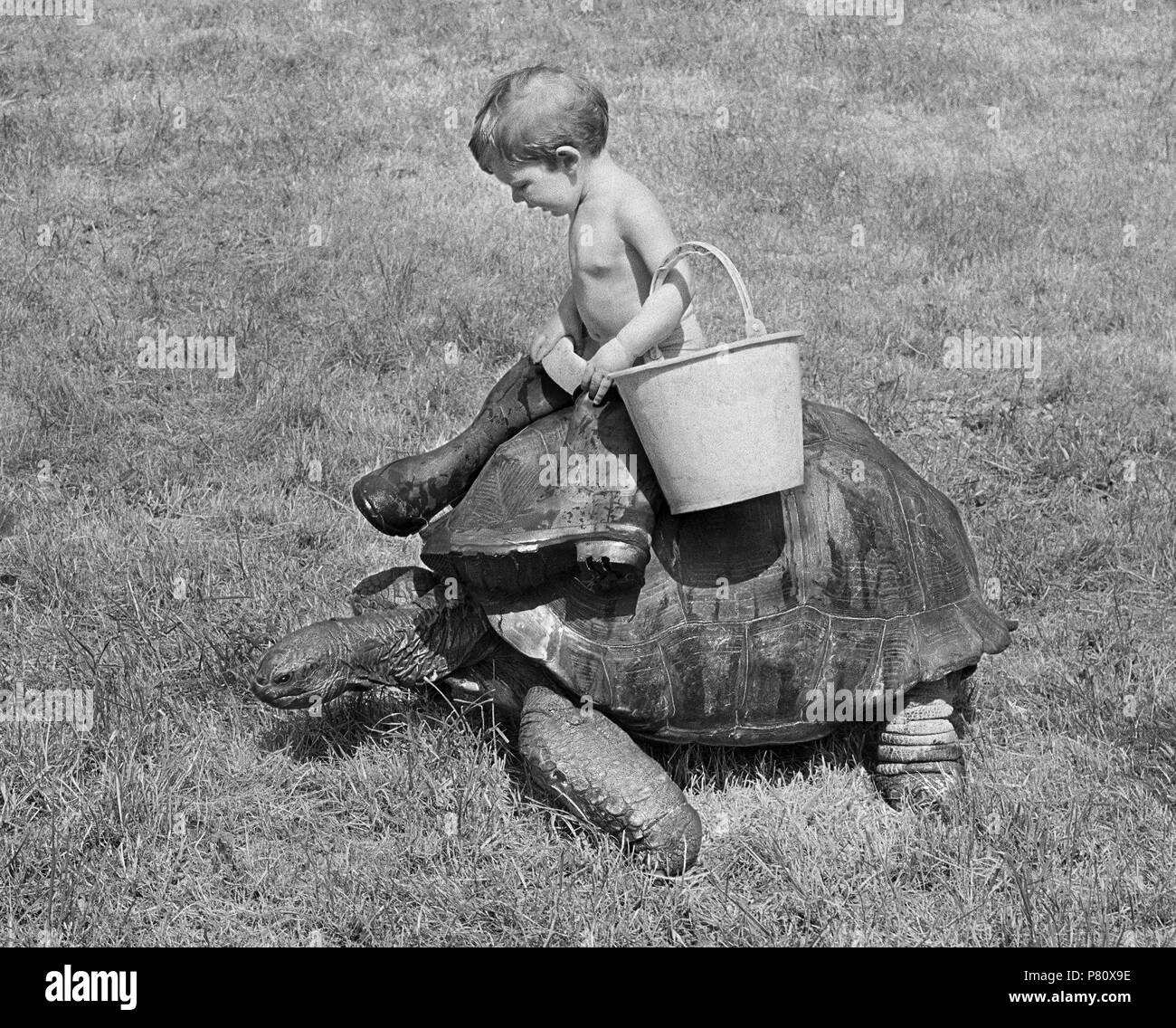 Boy riding turtle hi-res stock photography and images - Alamy