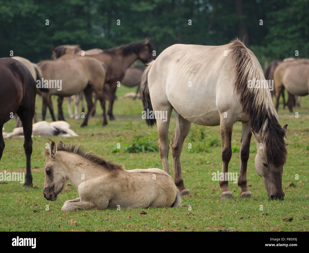 Widl horse hi-res stock photography and images - Alamy