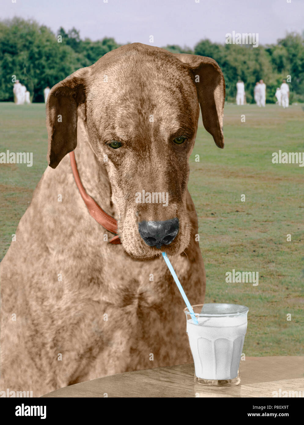 Great Dane Portrait Of Old Dog High Resolution Stock Photography and ...