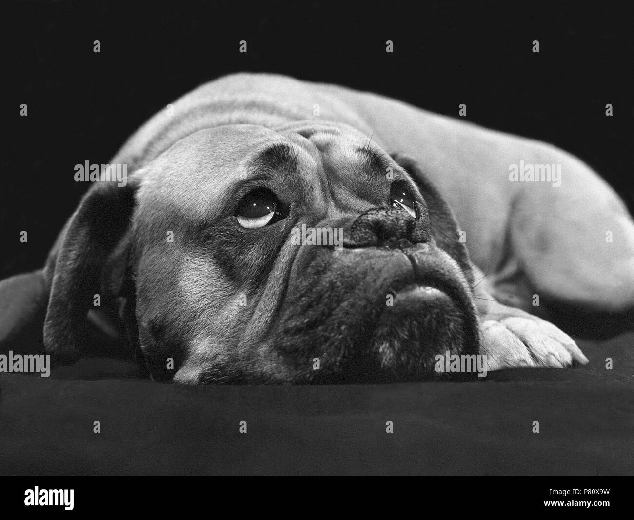 Bizarre britain Black and White Stock Photos & Images - Alamy