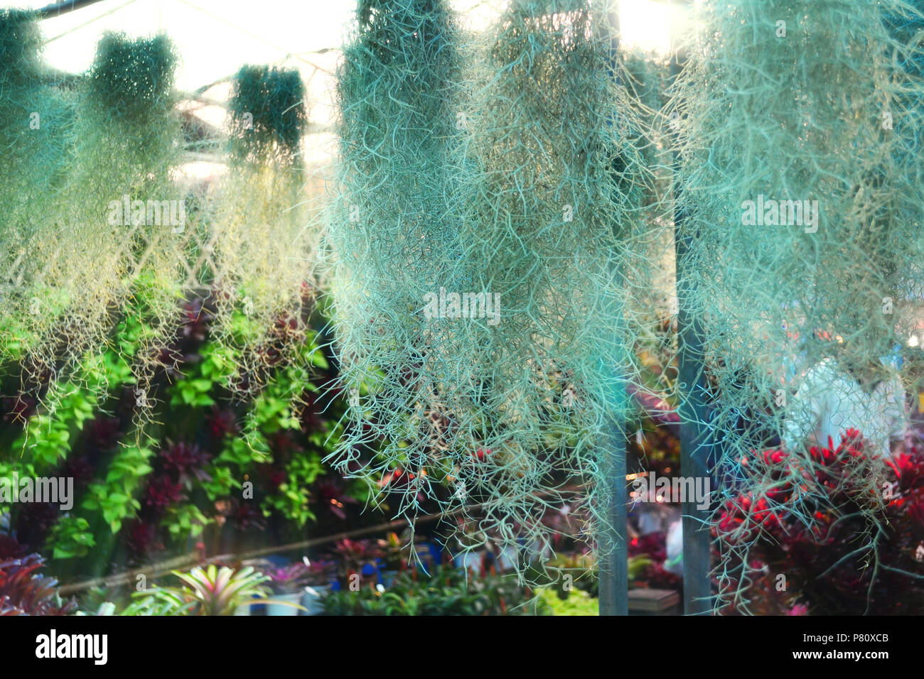 Spanish moss is hanging on the wall Stock Photo - Alamy