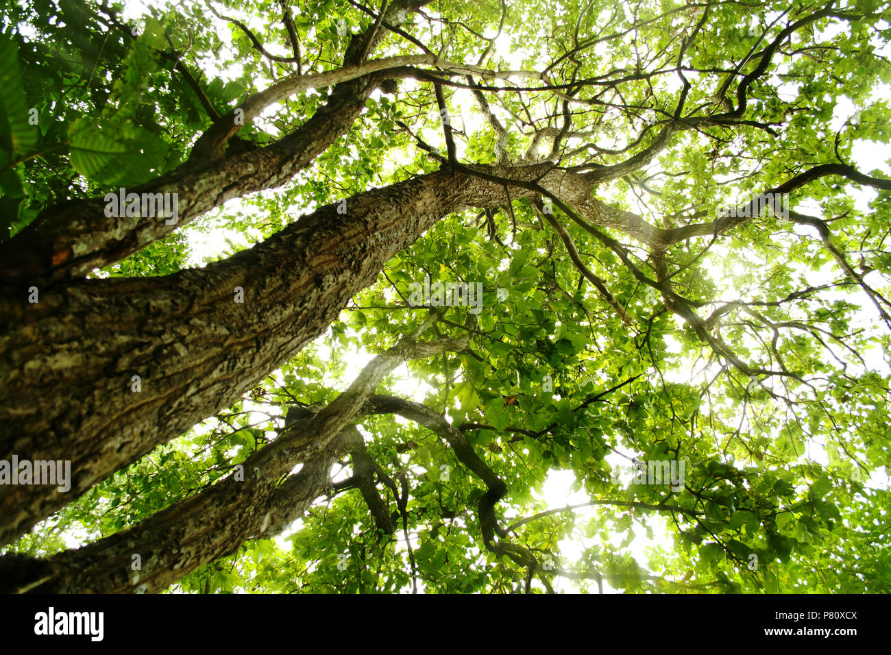 Trees with green leaves with lighting in nature Stock Photo - Alamy