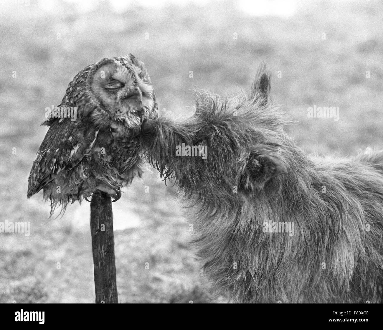 Animals of britain Black and White Stock Photos & Images - Alamy