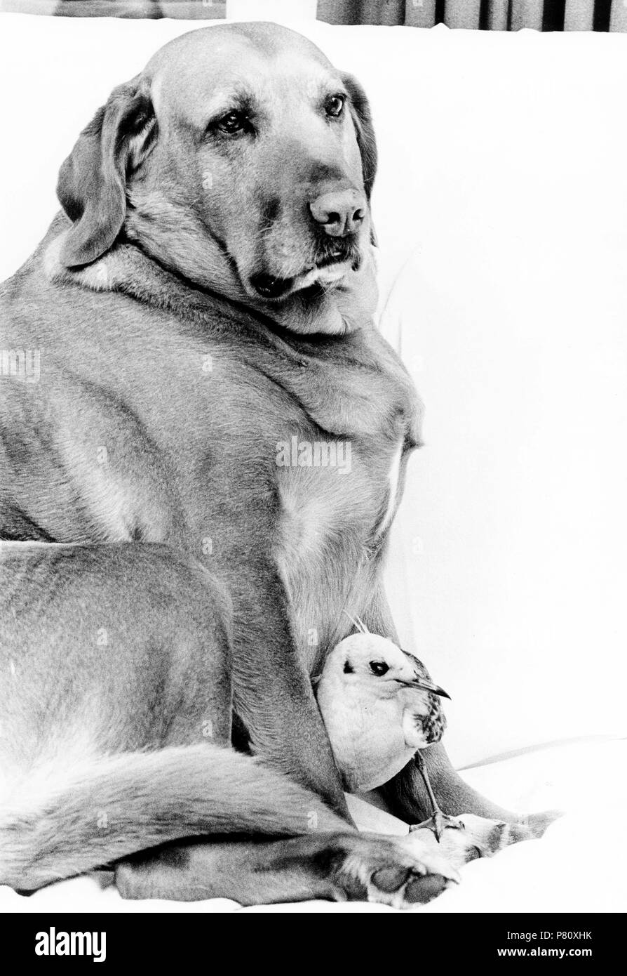 Cuddling With Dog Drawing