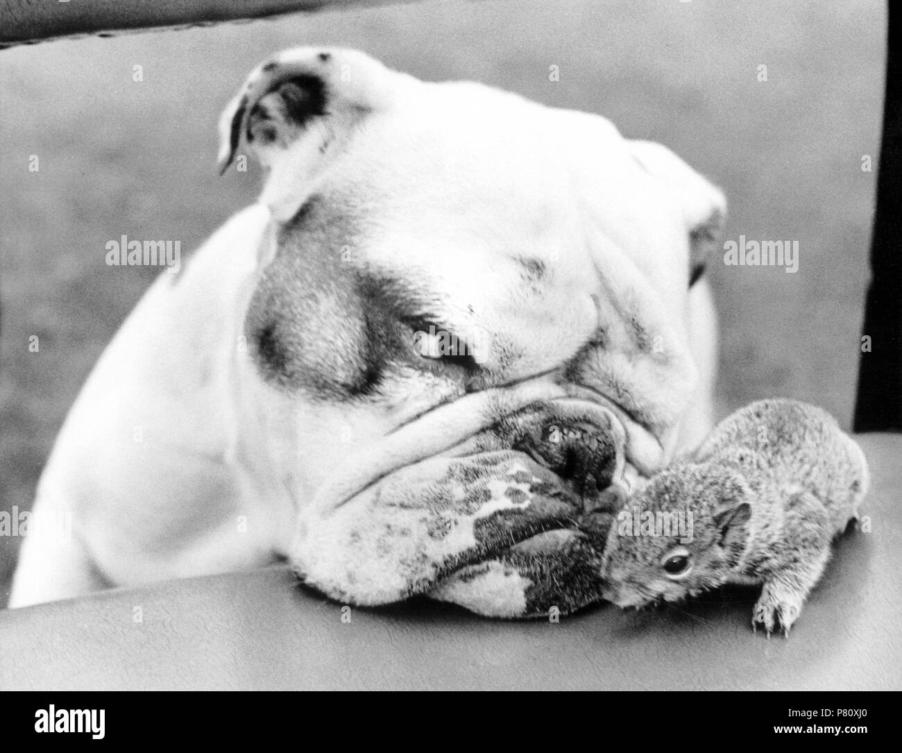 Dog and rodent, England, Great Britain Stock Photo - Alamy