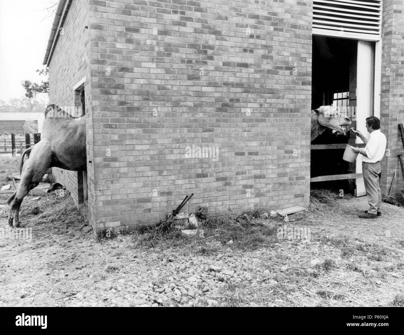 Camel with overlength, England, Great Britain Stock Photo - Alamy
