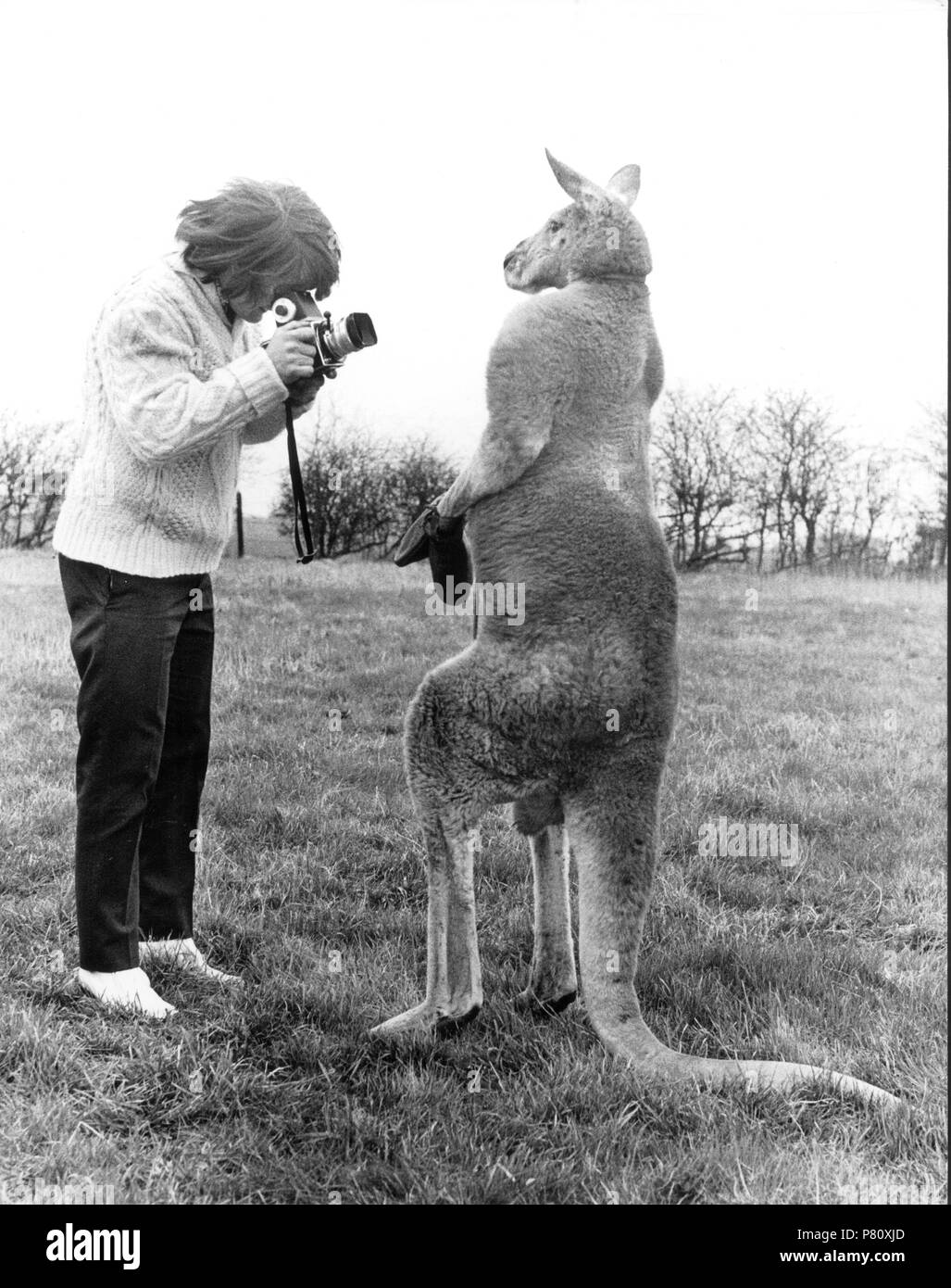 Woman photographing Kangaroo, England, Great Britain Stock Photo - Alamy