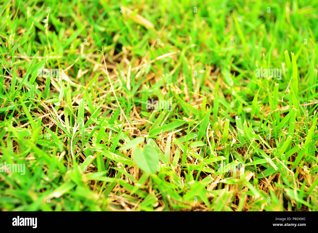 Fresh green grass in the rainy season Stock Photo - Alamy