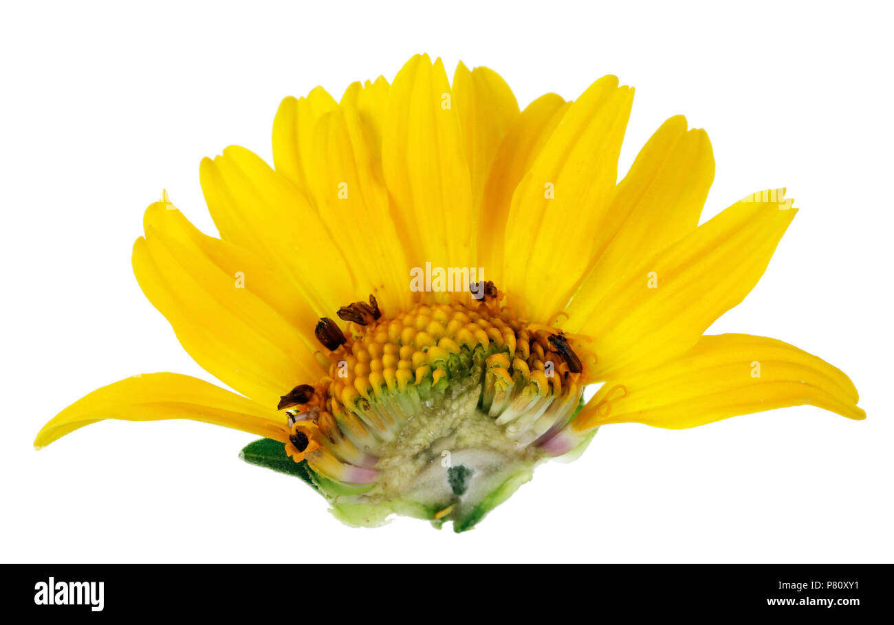 Inner cut of summer buds of a small yellow decorative sunflower ...
