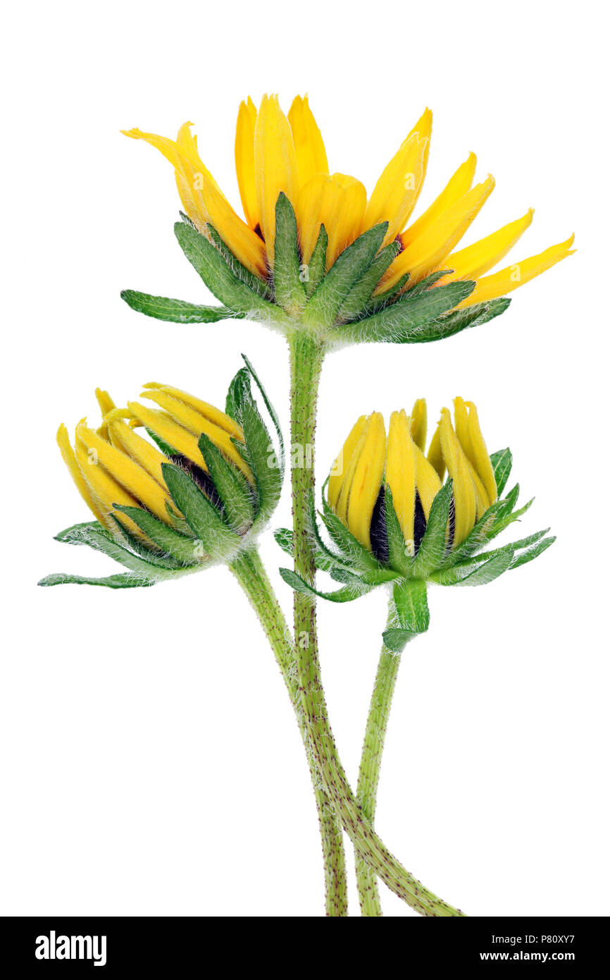 Three gentle garden haired mini sunflowers buds. Isolated oin white ...