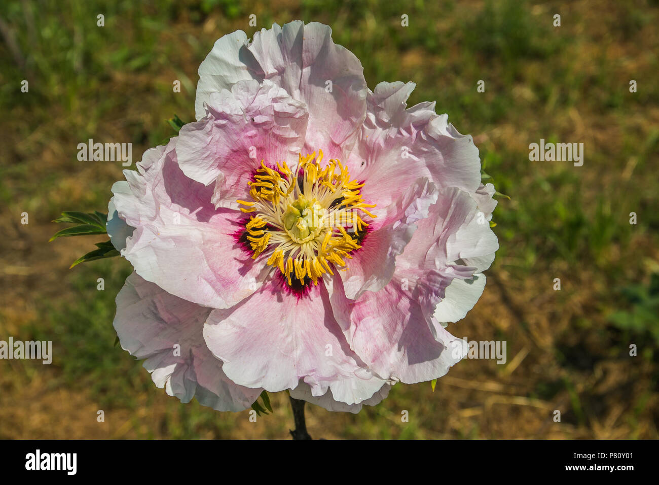 Rare peony hi-res stock photography and images - Alamy