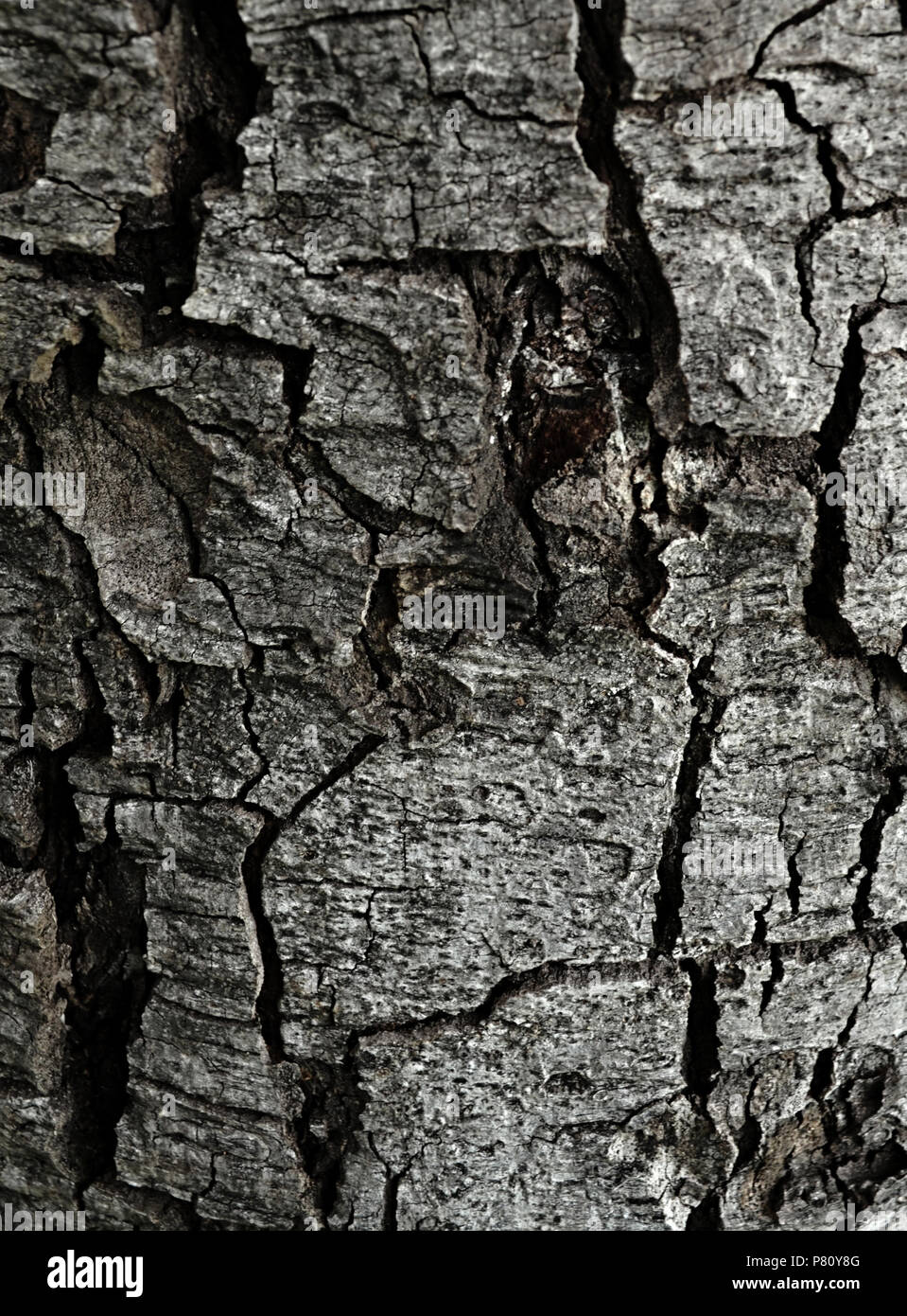 Bark surface of dead tree in nature Stock Photo - Alamy