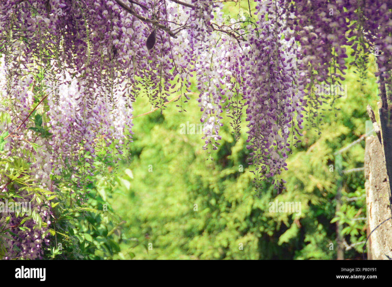 Wisteria is a genus of flowering plants in the legume family, Fabaceae ...