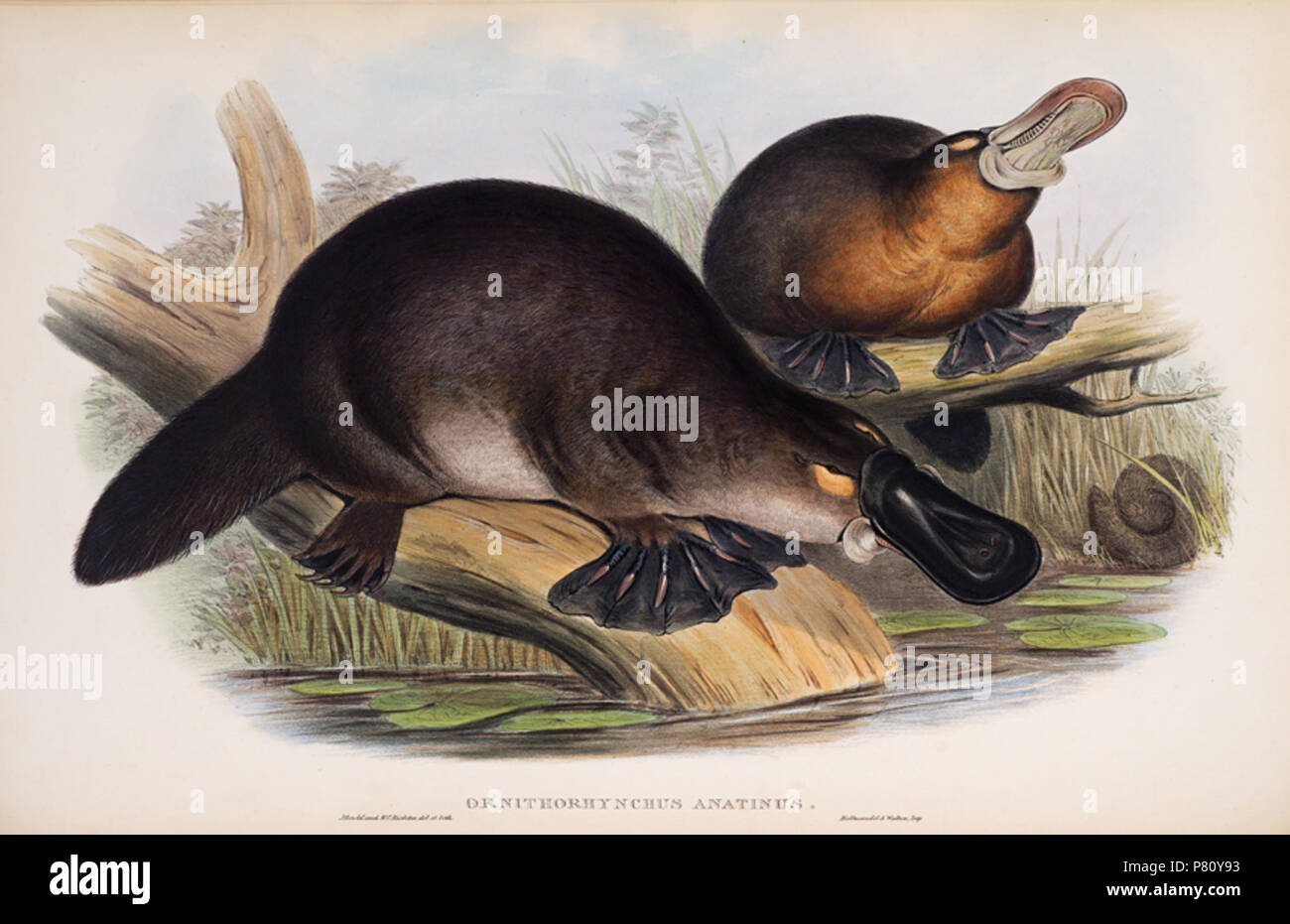 Australian wildlife museum hi-res stock photography and images - Alamy
