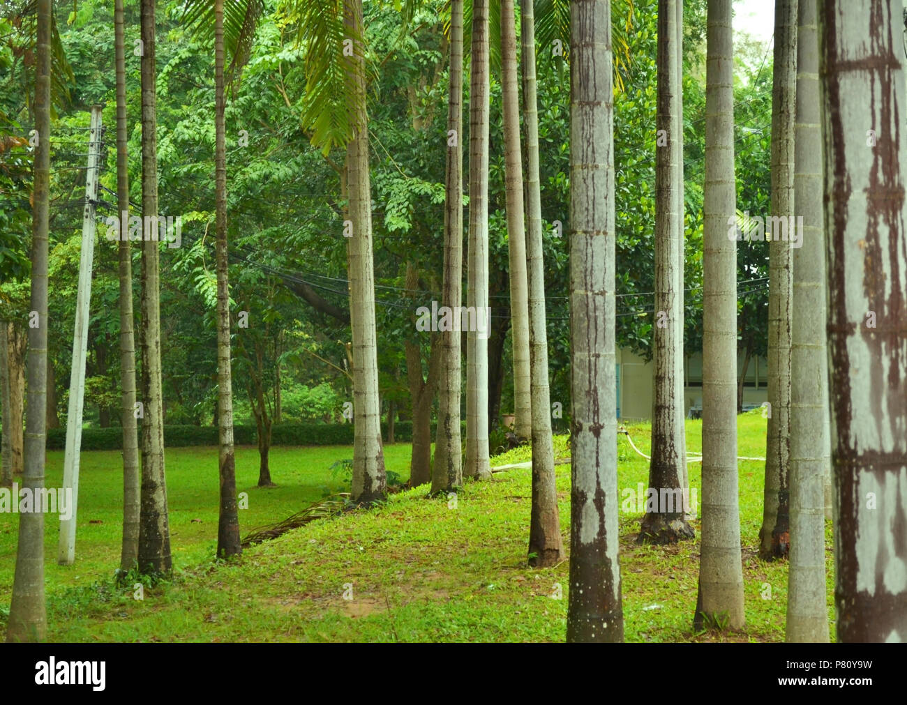 Betel Palm Stock Photos & Betel Palm Stock Images - Alamy