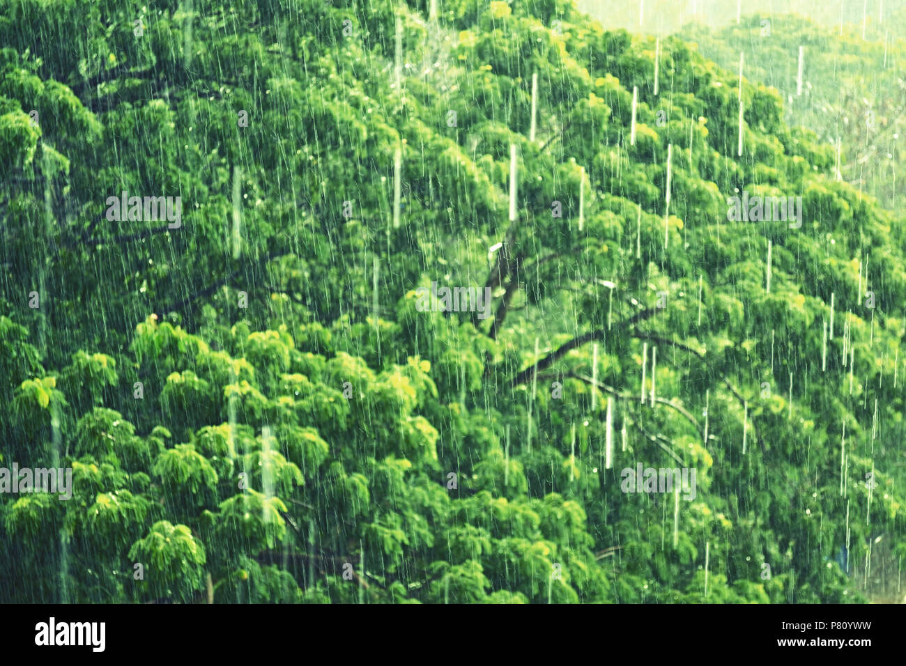 It was raining in the forest among the trees Stock Photo - Alamy