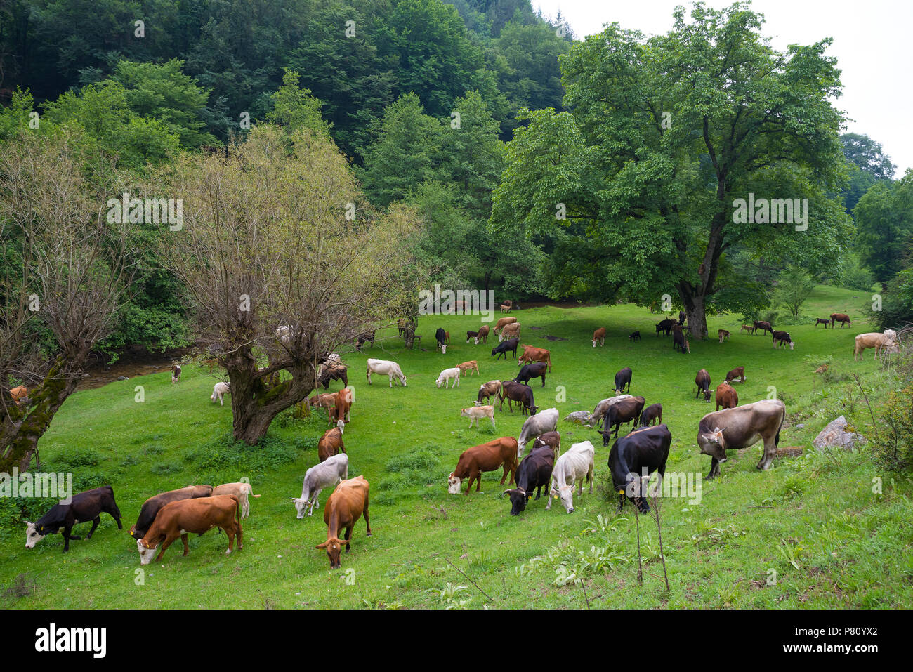 Bos, the genus of wild and domestic cattle. Cows bulls and calves Stock ...