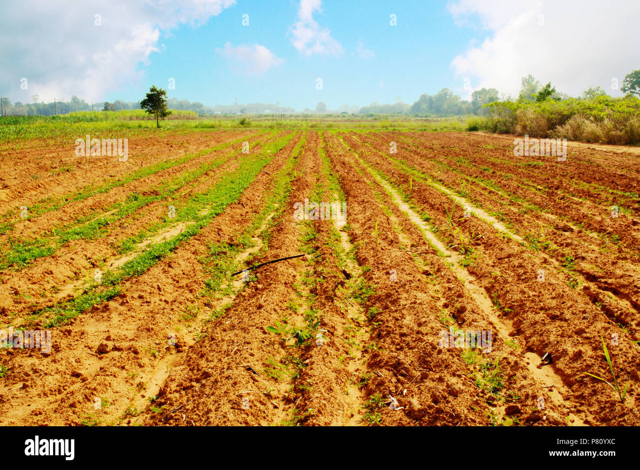 Landscape of Agricultural field soil with blue sky Stock Photo - Alamy