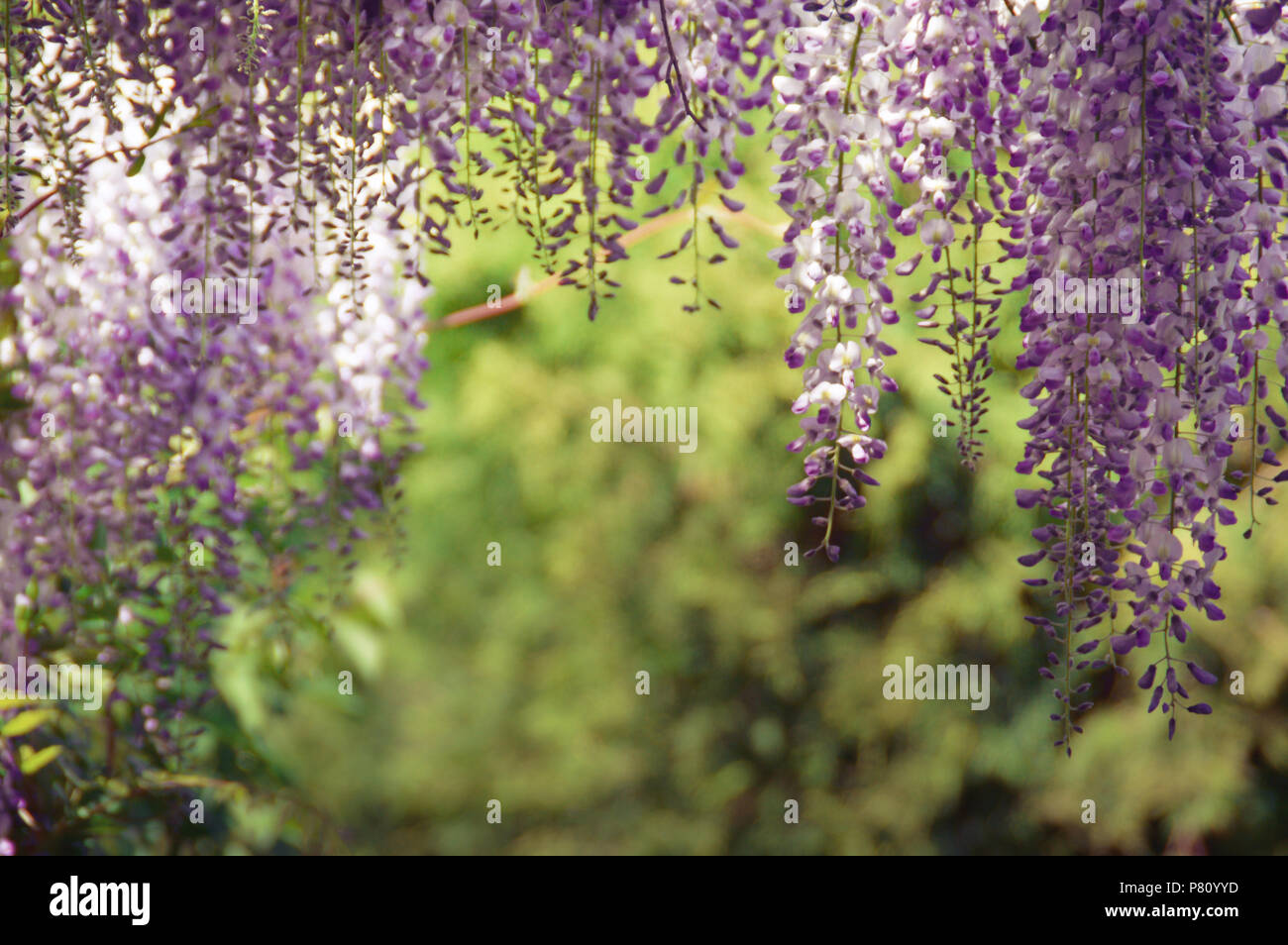 Wisteria is a genus of flowering plants in the legume family, Fabaceae ...