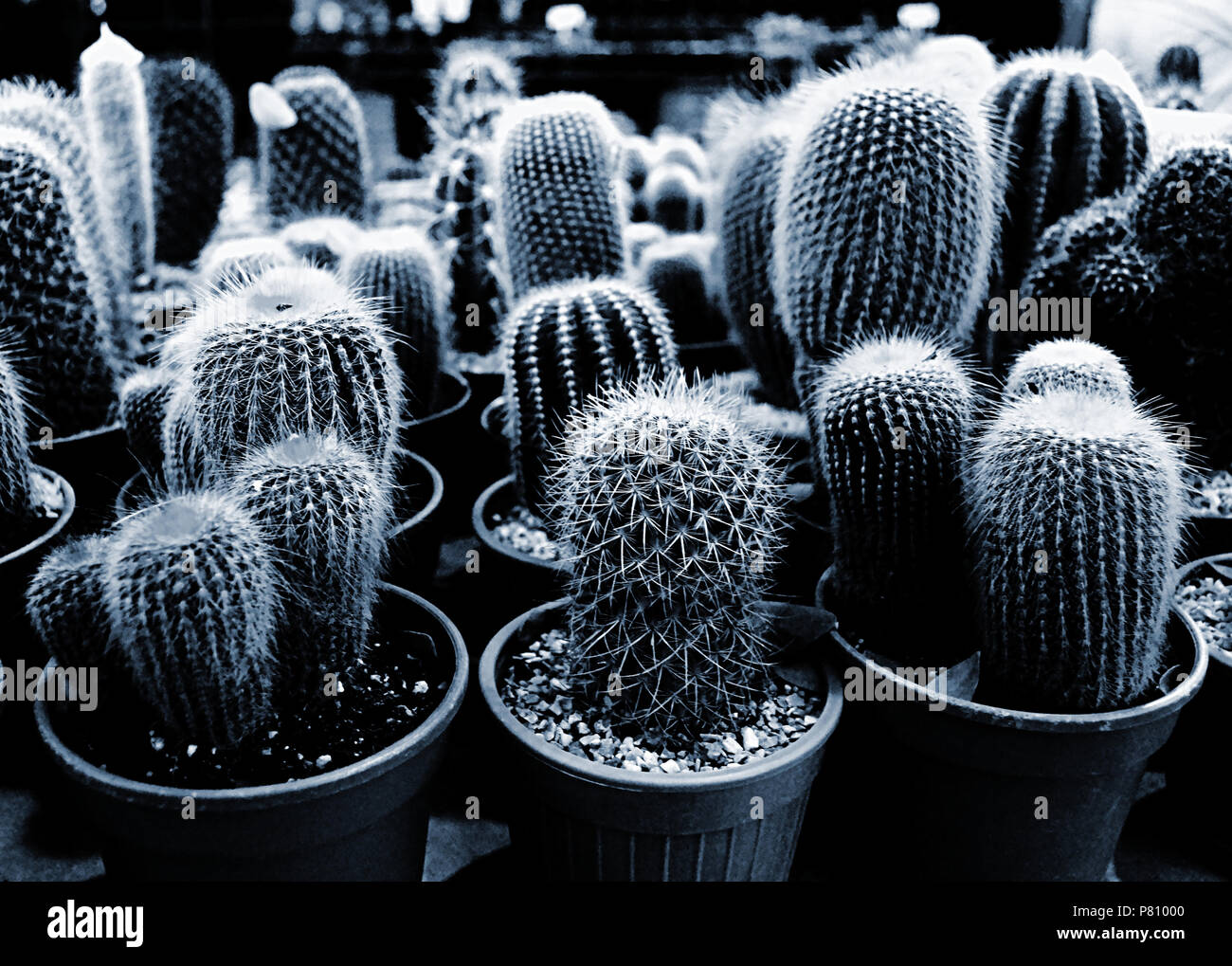 Cactus in pot and Several species of cactus in pots Stock Photo - Alamy