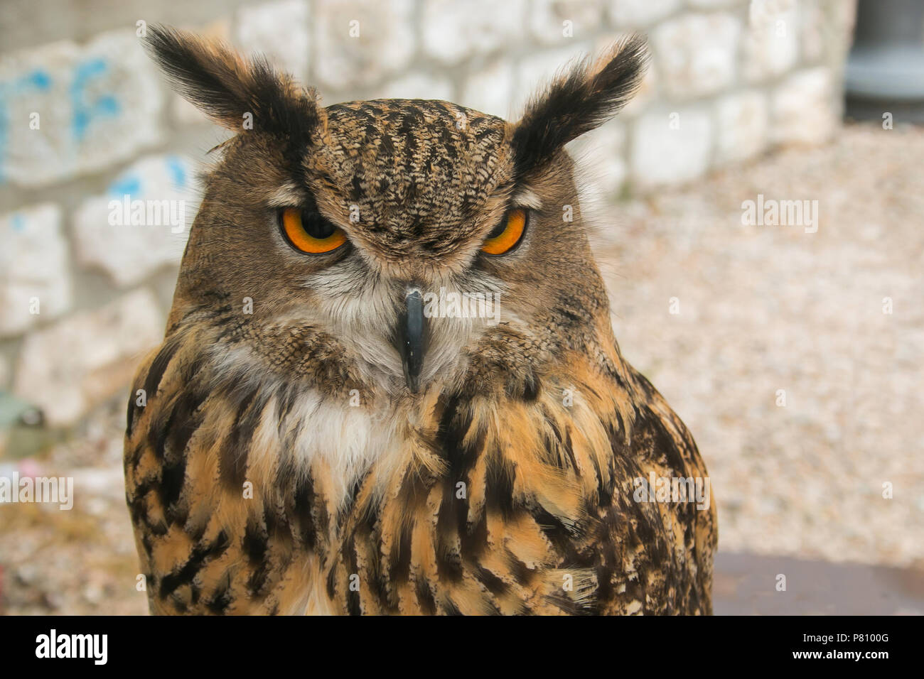 Portrait of beautiful owl nocturnal bird with big eyes Stock Photo - Alamy