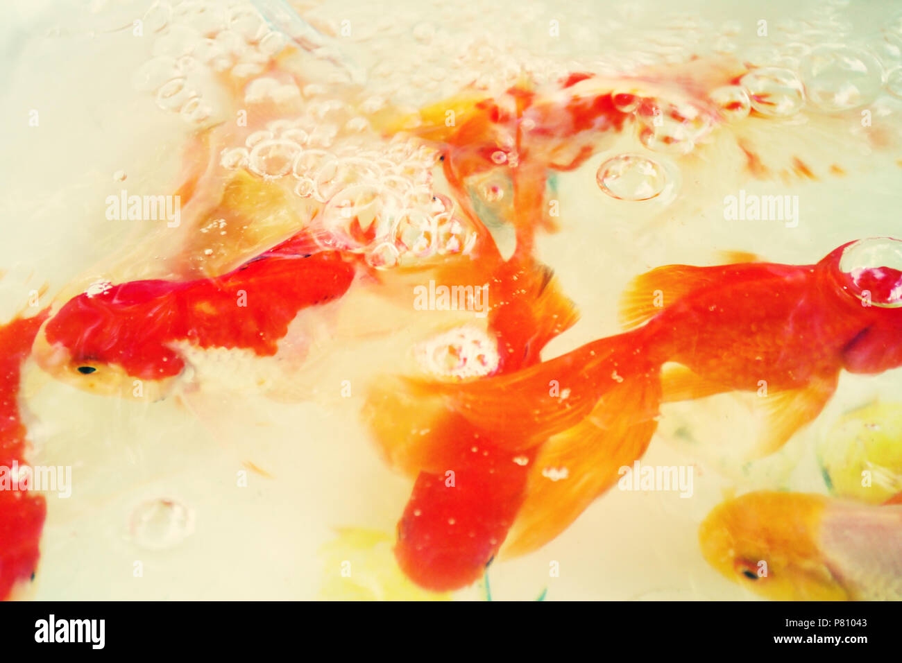 Goldfish swimming in bowl hi-res stock photography and images - Alamy