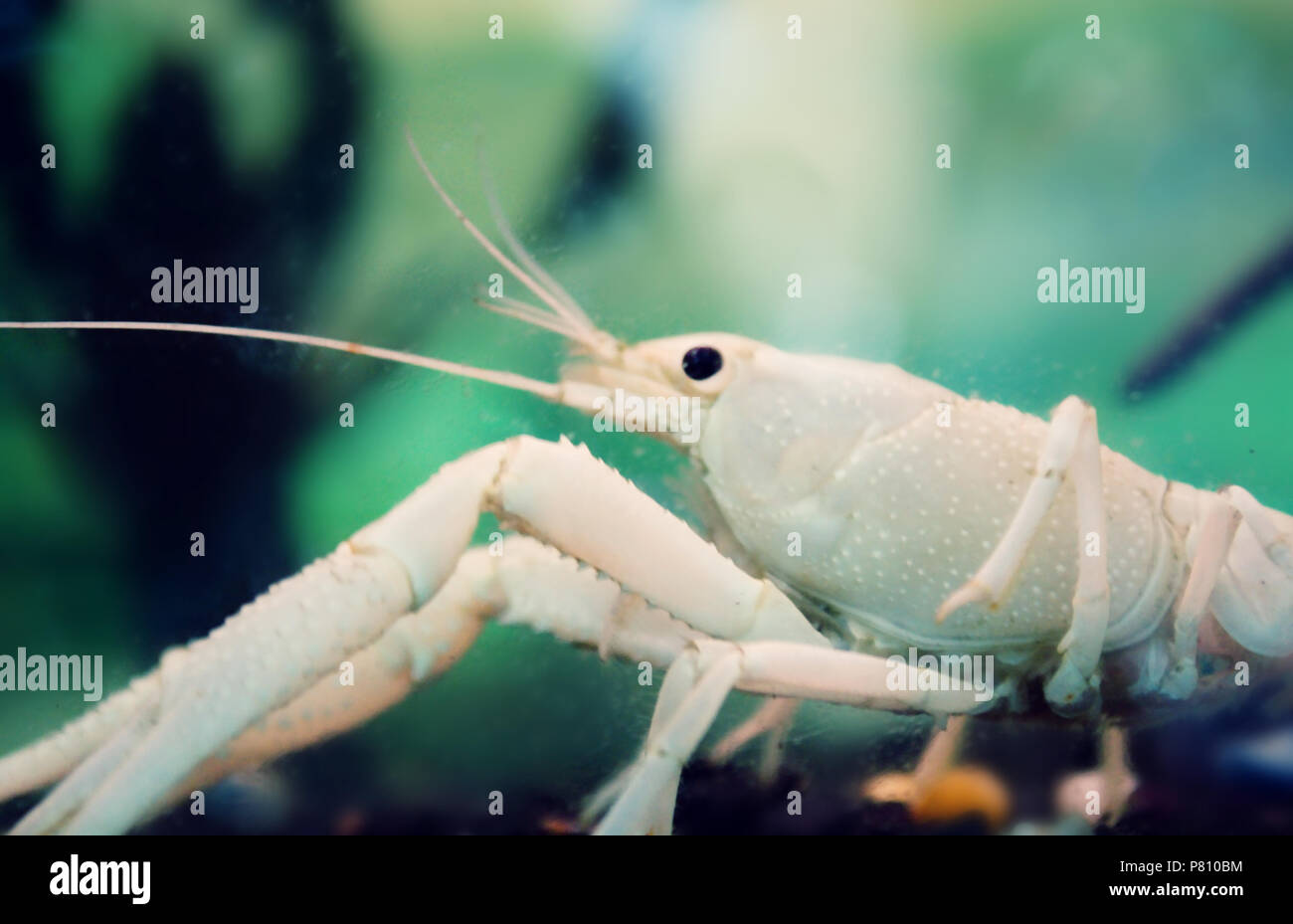 White crayfish in water at Aquarium Stock Photo - Alamy