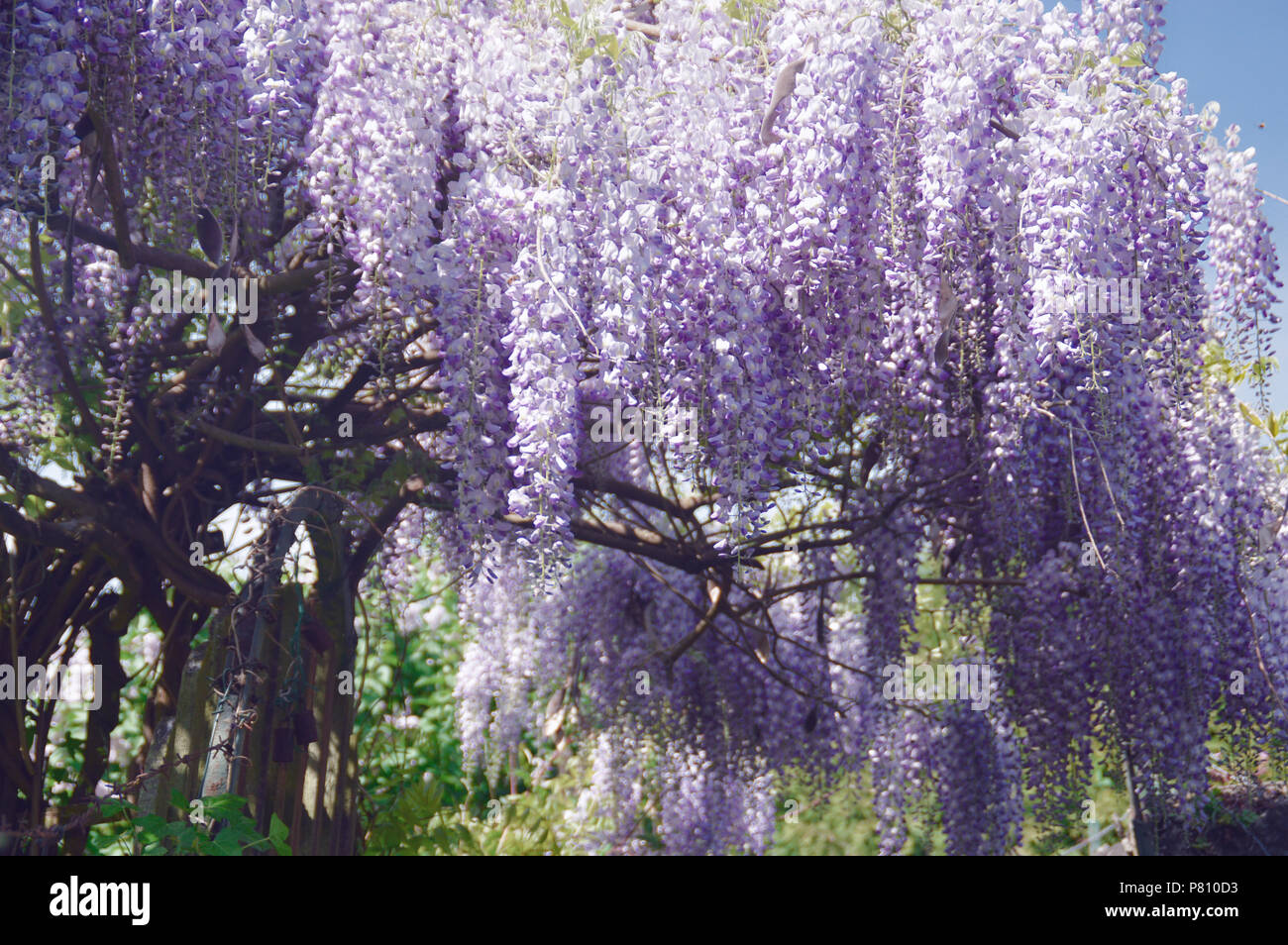 Wisteria is a genus of flowering plants in the legume family, Fabaceae ...