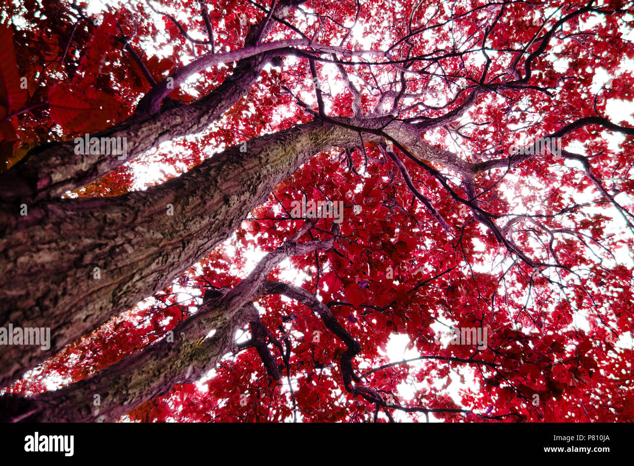 Trees with red leaves in summer season Stock Photo - Alamy