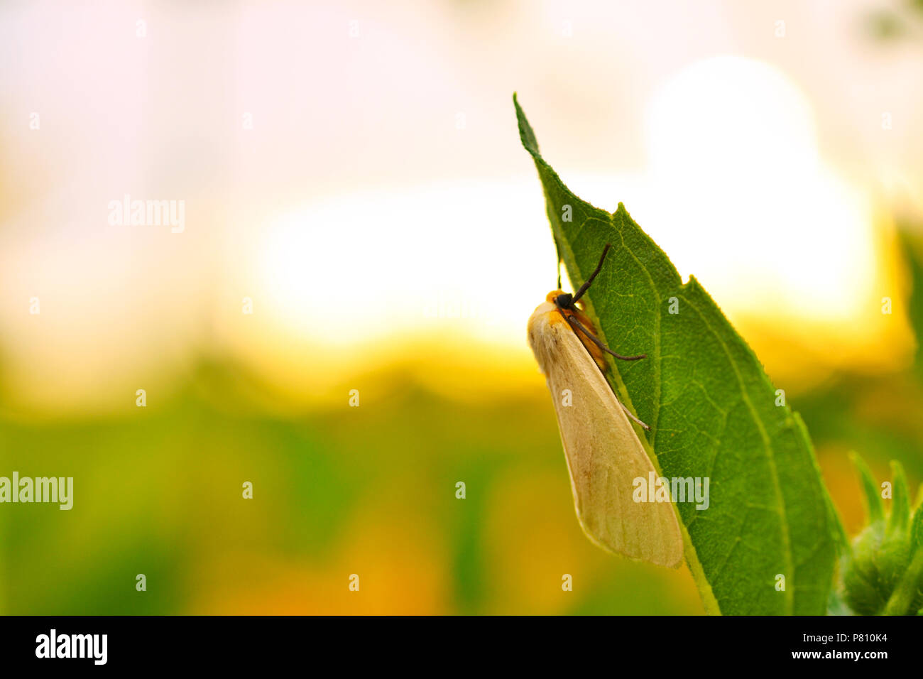 Insect on the leaf. At sunset Stock Photo - Alamy
