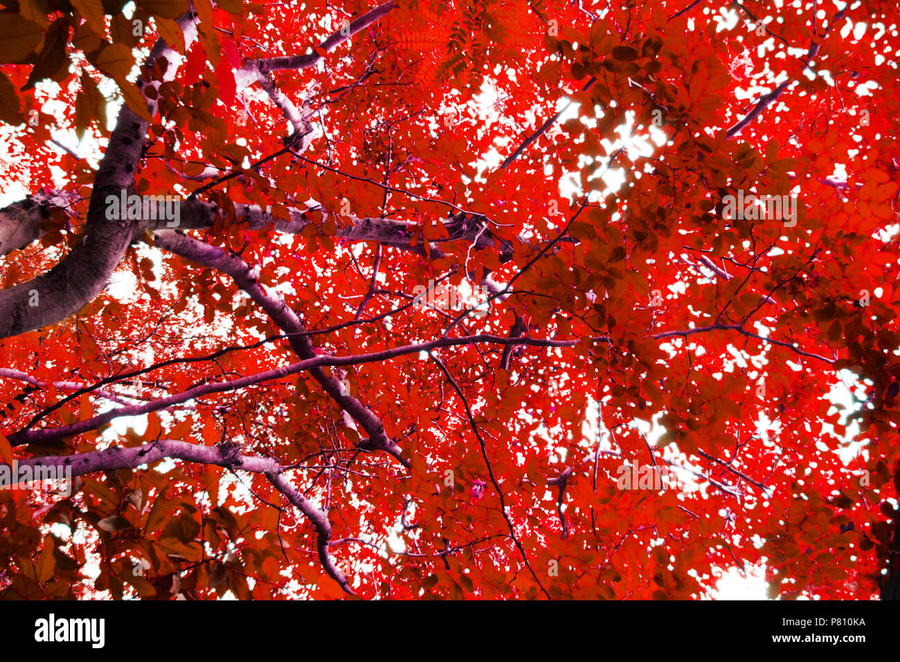Trees with red leaves in summer season Stock Photo - Alamy