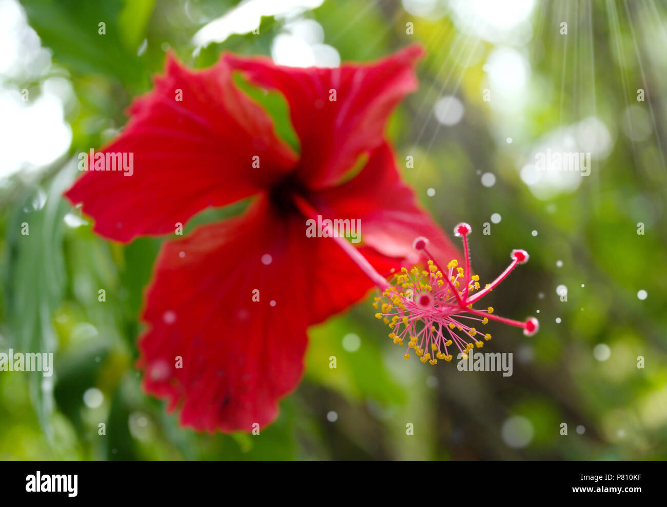 Pollen of red hibiscus in nature Stock Photo - Alamy