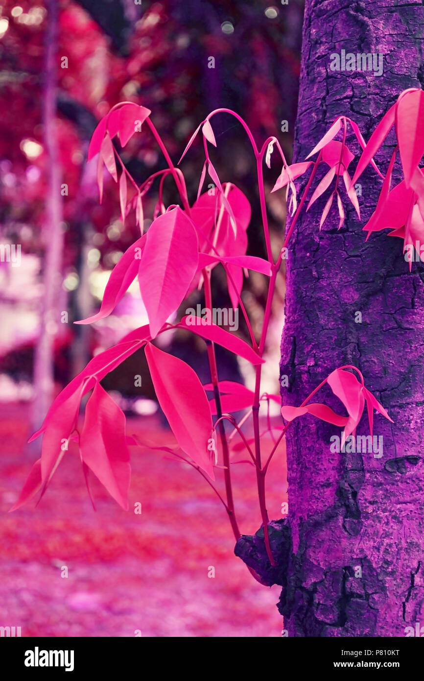 Pink Plants are sprouting from the tree Stock Photo - Alamy
