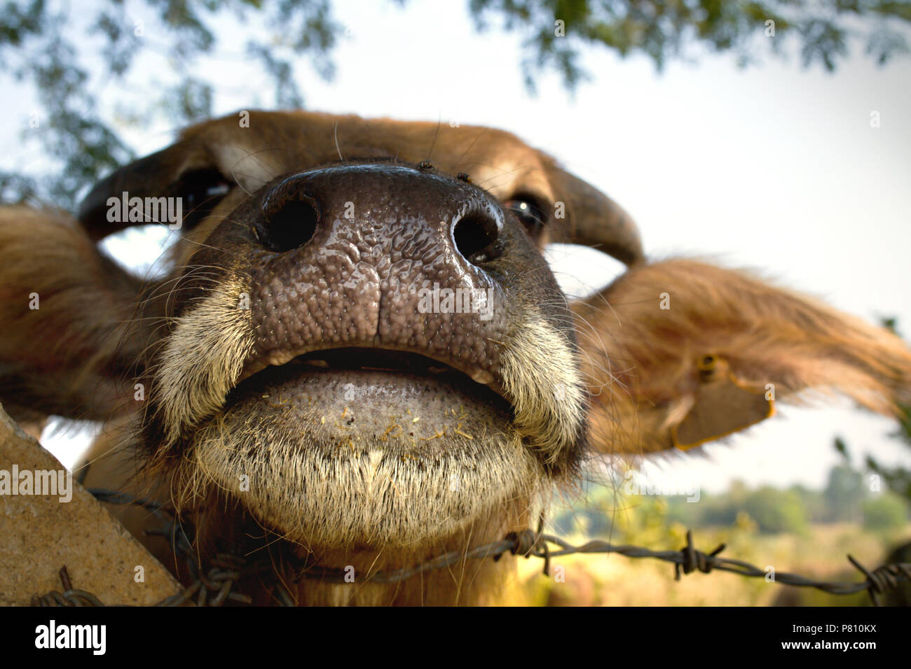 Buffalo chewing hi-res stock photography and images - Alamy